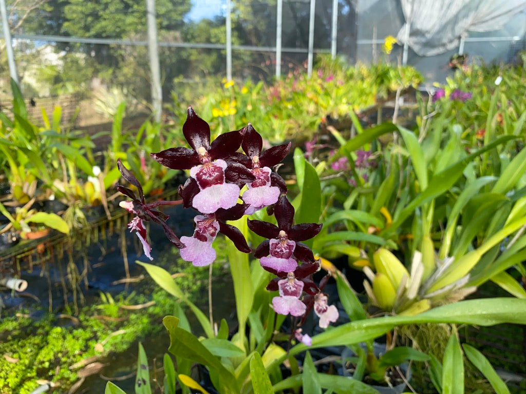 Oncidium Hwuluduen Purple Grape - Year-Round Black-Purple Orchid ...